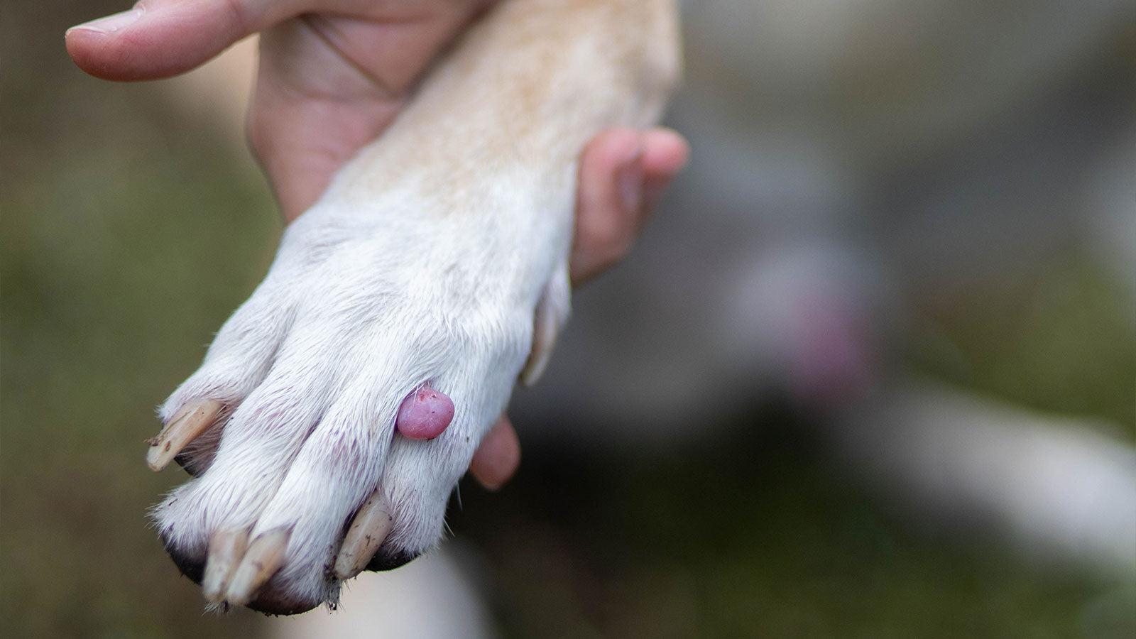 Natural Ways to Manage and Reduce Lipomas in Dogs – Human & Pets