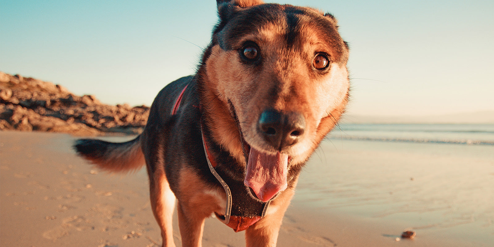 Human & Pets™ - Cyprus' 1st Holistic & Natural Pet Health Store